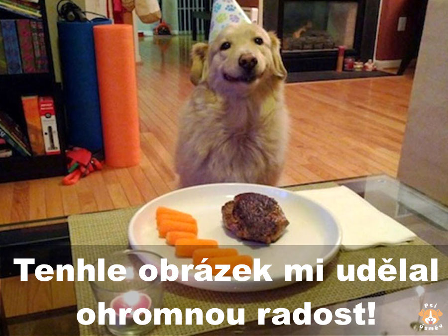 10+ psů, kteří Vás zaručeně rozesmějí! ツ - Psí úsměv