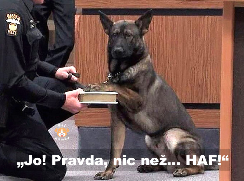 10+ psů, kteří Vás zaručeně rozesmějí! ツ - Psí úsměv
