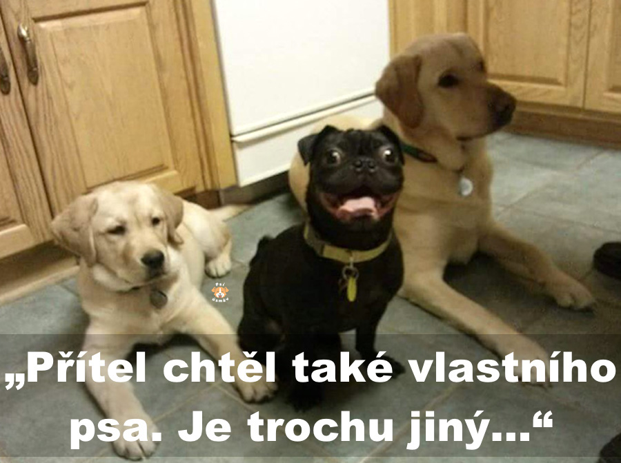 10+ psů, kteří Vás zaručeně rozesmějí! ツ - Psí úsměv