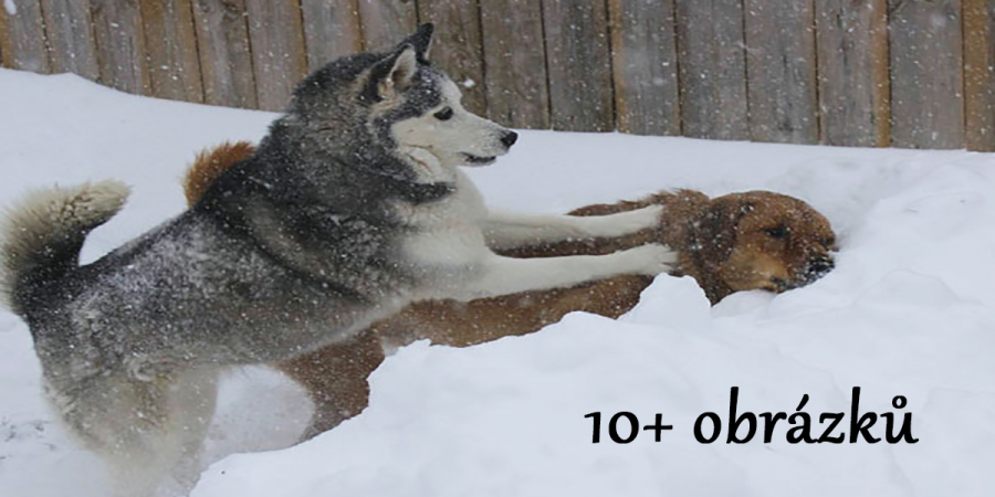 I psi dokáží dělat naschvály, nevěříte? (10+ obrázků) - Psí úsměv